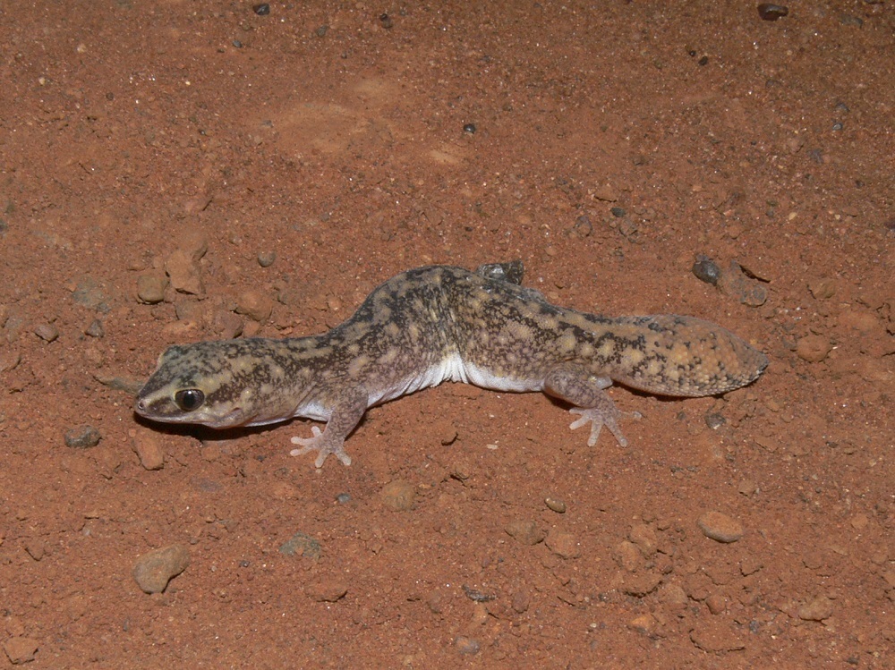 Burrow-plug Gecko from Leonora, WA on February 18, 2007 at 11:15 AM by ...