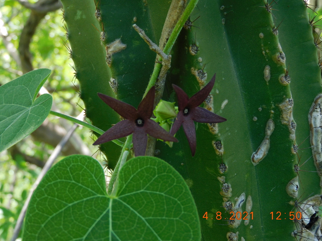 Polystemma from Tayoltita, Dgo., México on August 4, 2021 at 12:50 PM ...