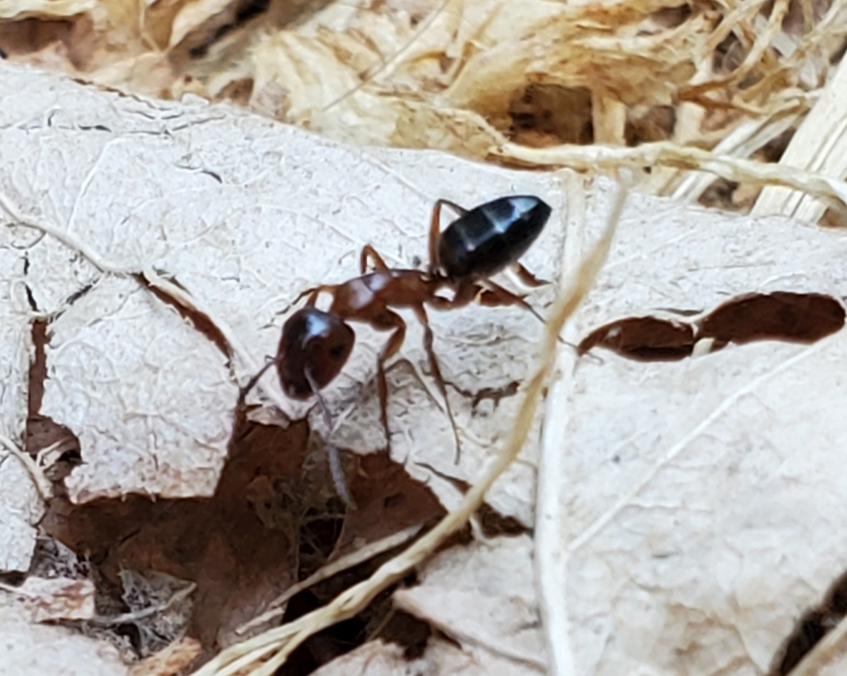 Camponotus hyatti Emery, 1893