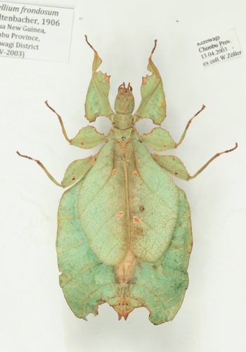 Gumine Check List · iNaturalist