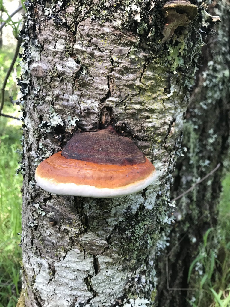 Red-banded polypores from Point Reyes National Seashore, Bolinas, CA ...