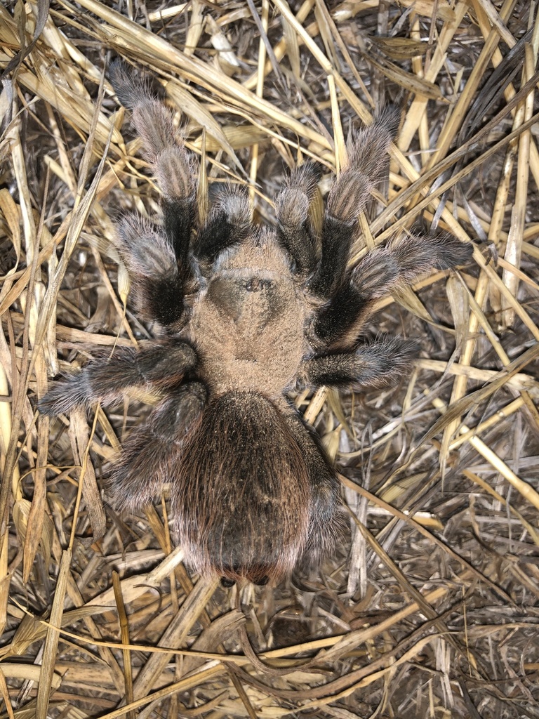 California Ebony Tarantula from Mission Trails Regional Park, San Diego ...