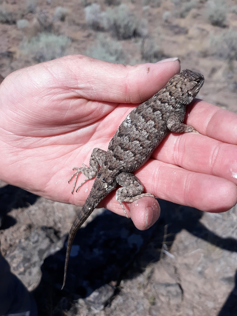 Western Fence Lizard from Malheur County, US-OR, US on August 09, 2021 ...