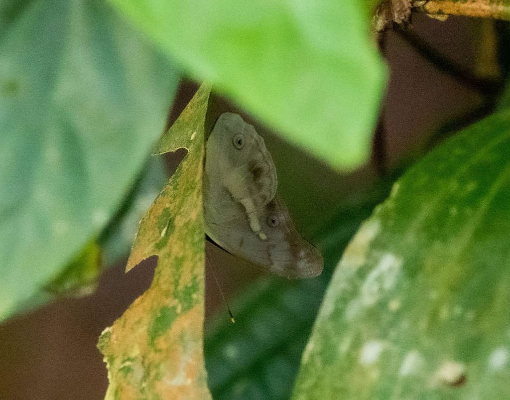 Purple Duke from Central Water Catchment, Singapore on August 10, 2021 ...