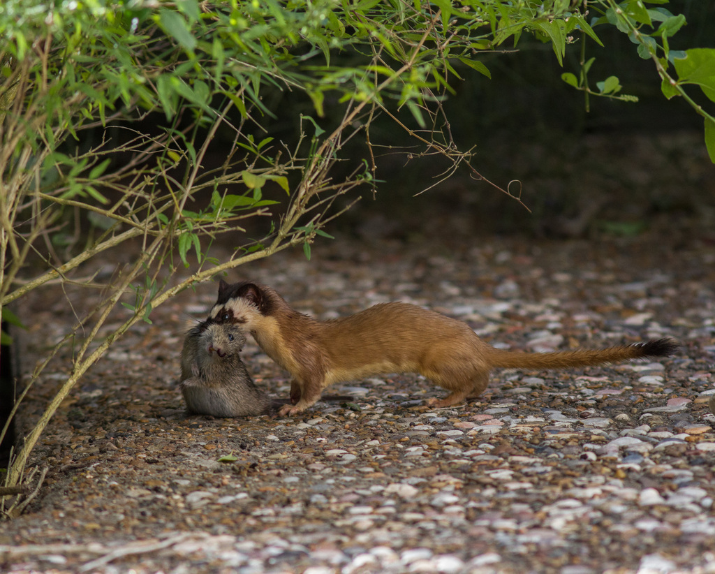 Long-tailed Weasel from Cameron, Texas, United States on January 17 ...