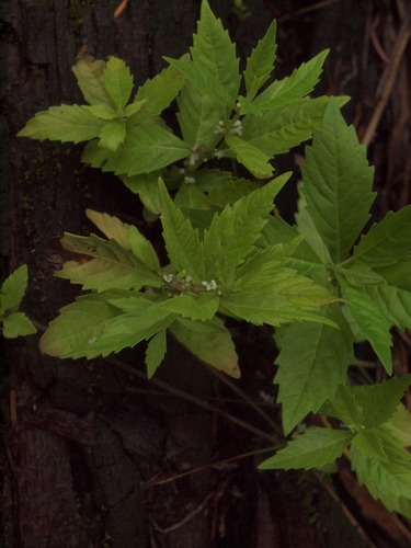 Northern Bugleweed (Variety Lycopus uniflorus uniflorus) · iNaturalist