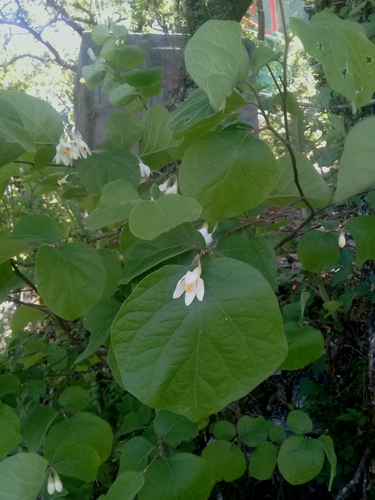 Subspecies Styrax platanifolius mollis · iNaturalist