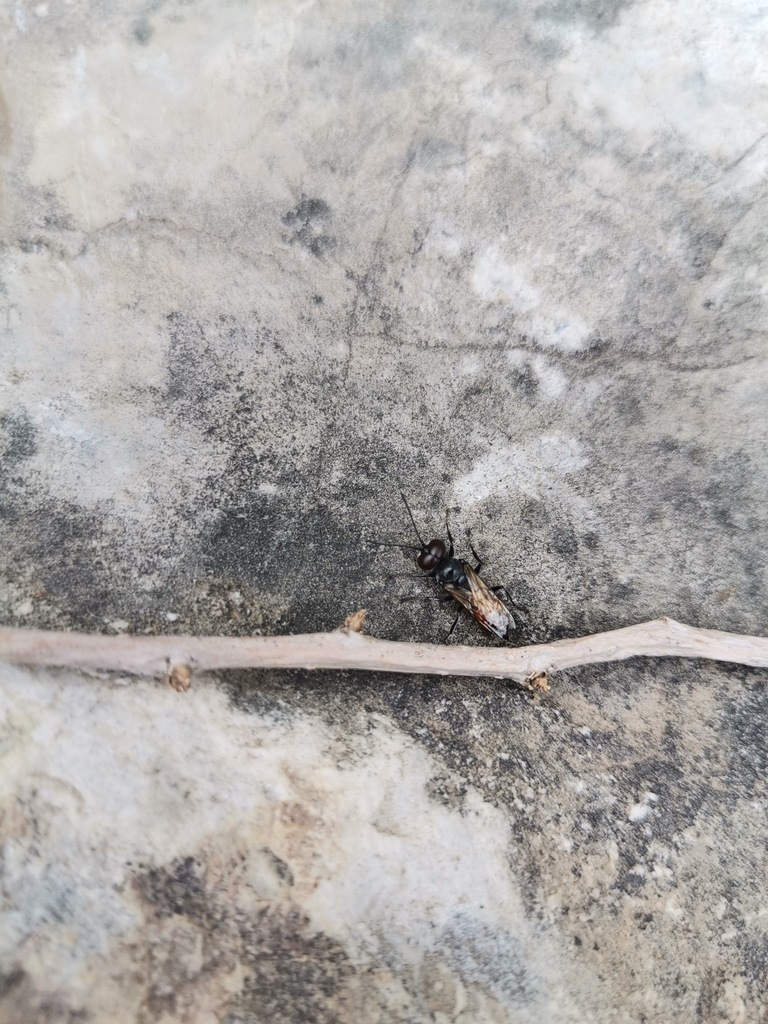 Astata from 中国北京市海淀区 on July 02, 2021 at 12:52 PM by ttimmy · iNaturalist