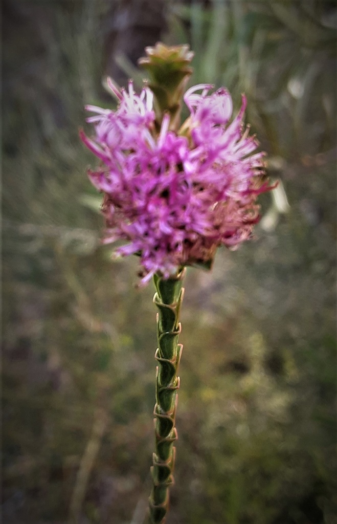 Melaleuca inops from Melaleuca WA 6079, Australia on June 24, 2021 at ...