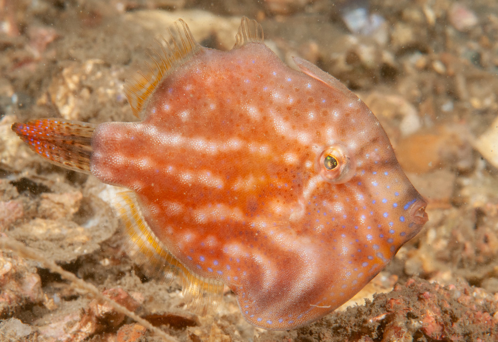 Southern Pygmy Leatherjacket (Fishes of Chowder Bay, Sydney, Australia ...