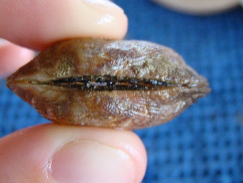 エガイ属 (Barbatia)