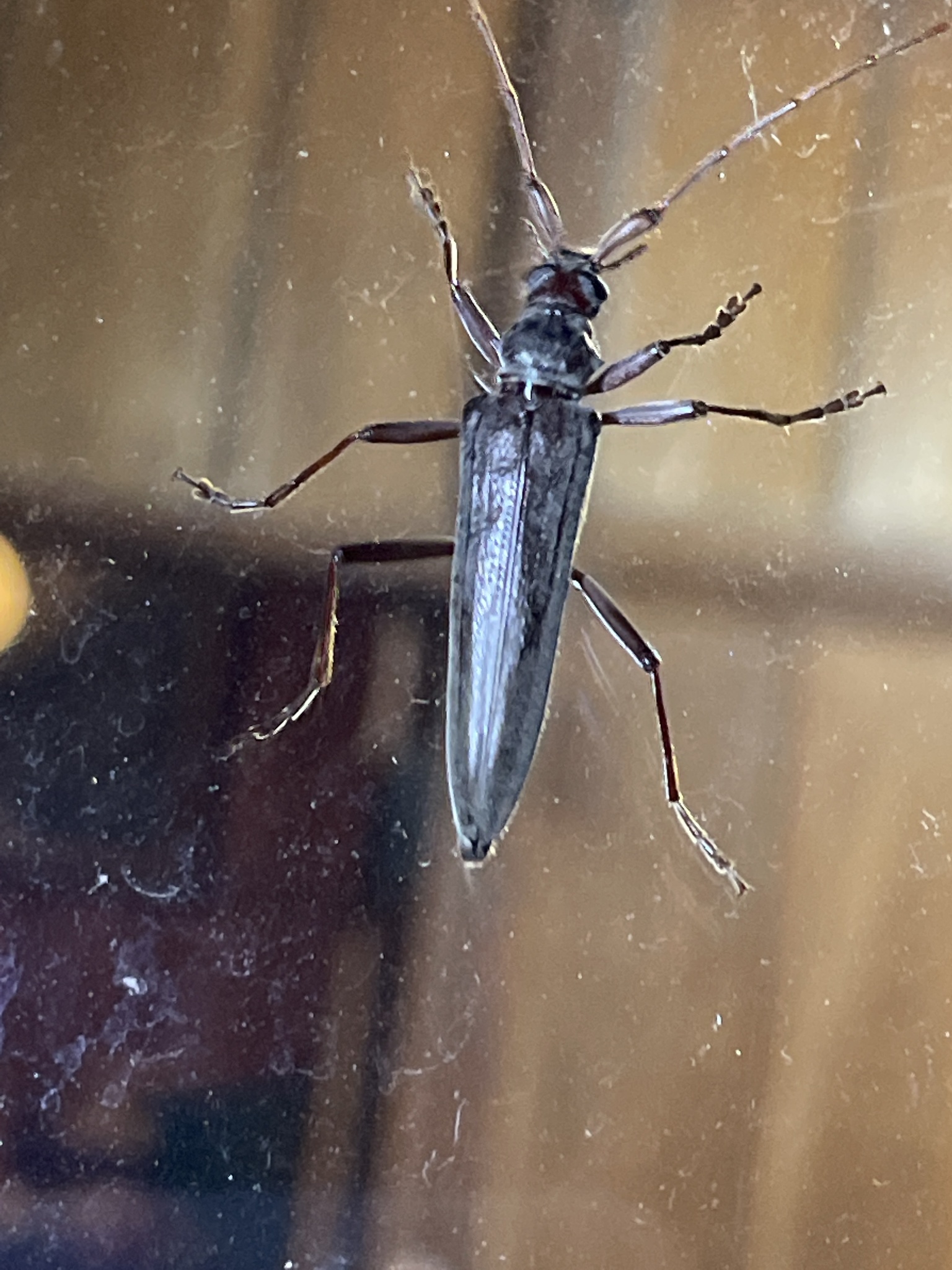 Distenia Lepeletier & Audinet-Serville, 1828