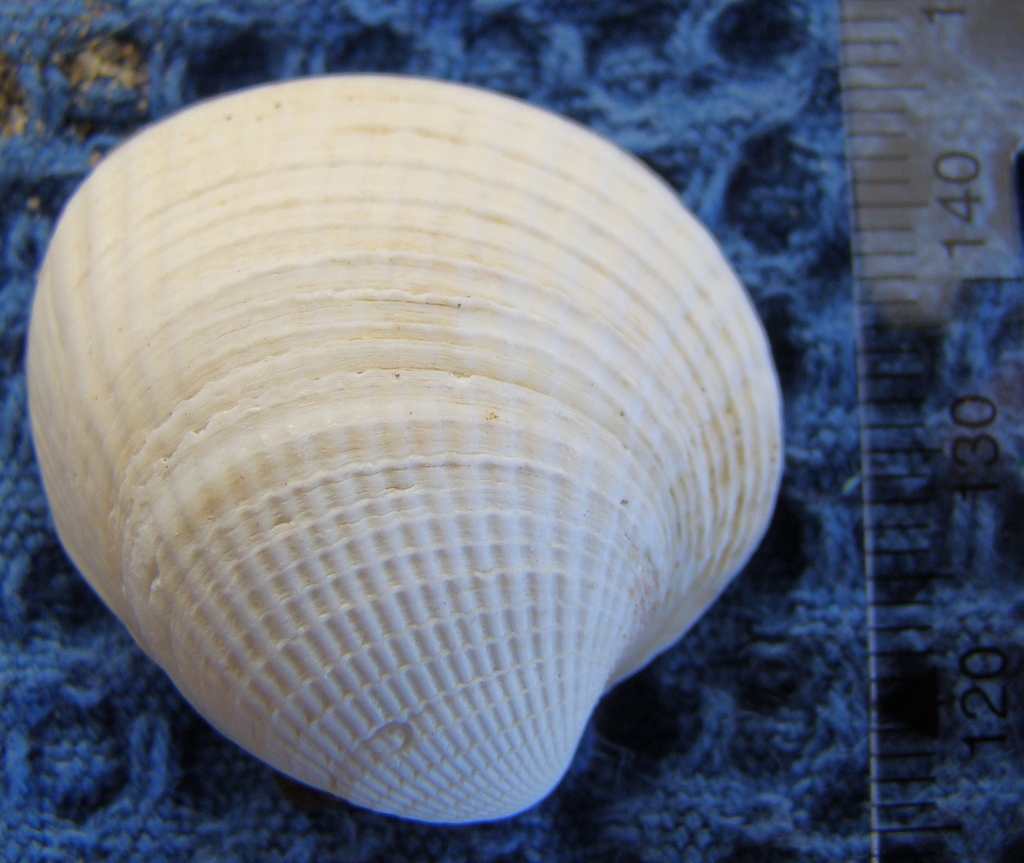 New Zealand Cockle (Intertidal and Coastal Species of the East Coast ...