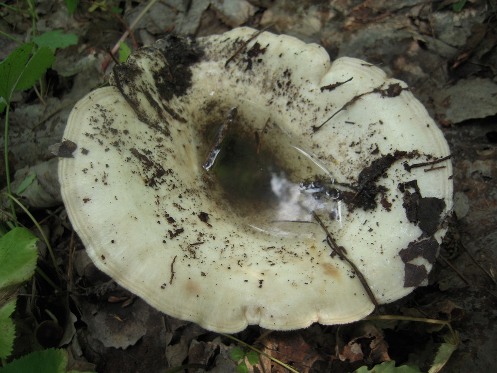 Blushing Milkcap from Большеуковский р-н, Омская обл., Россия on August ...