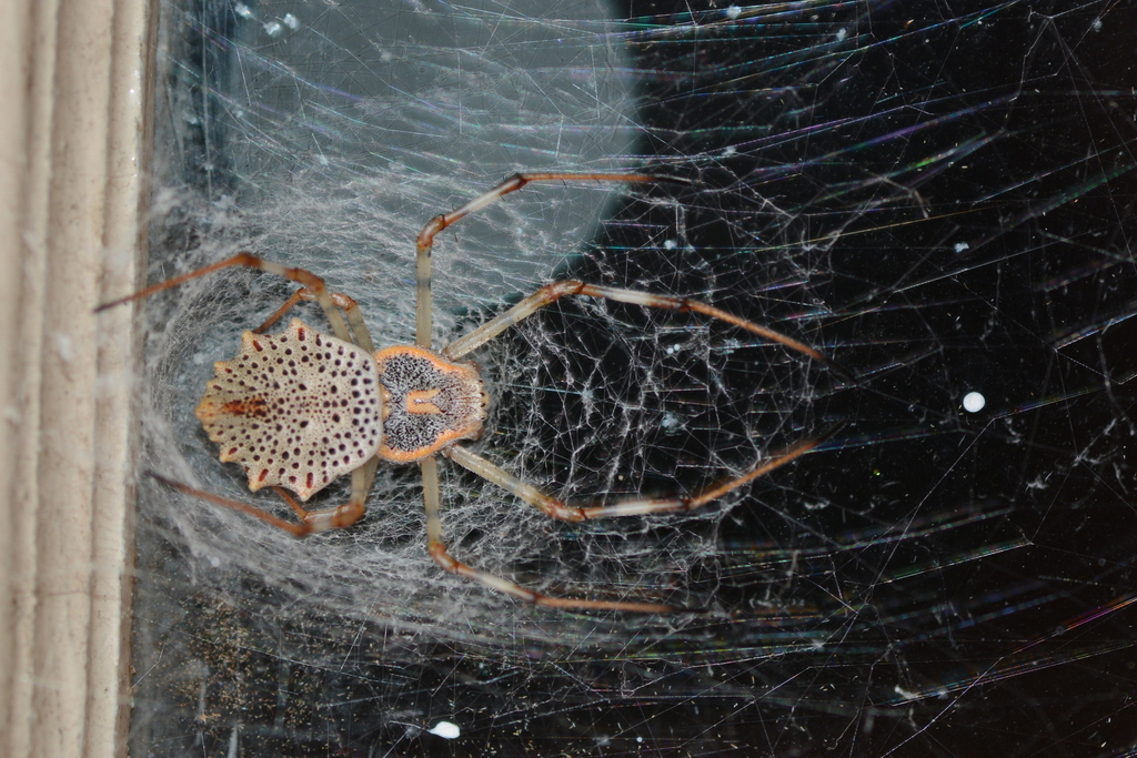Ornamental Tree Trunk Spider from Chingaara Estate Yavakapady Village ...