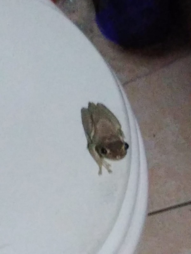 Gladiator Tree Frogs from 4P8M+M88, Puerto Quito, Ecuador on August 10, 2021 by Alejandro ...