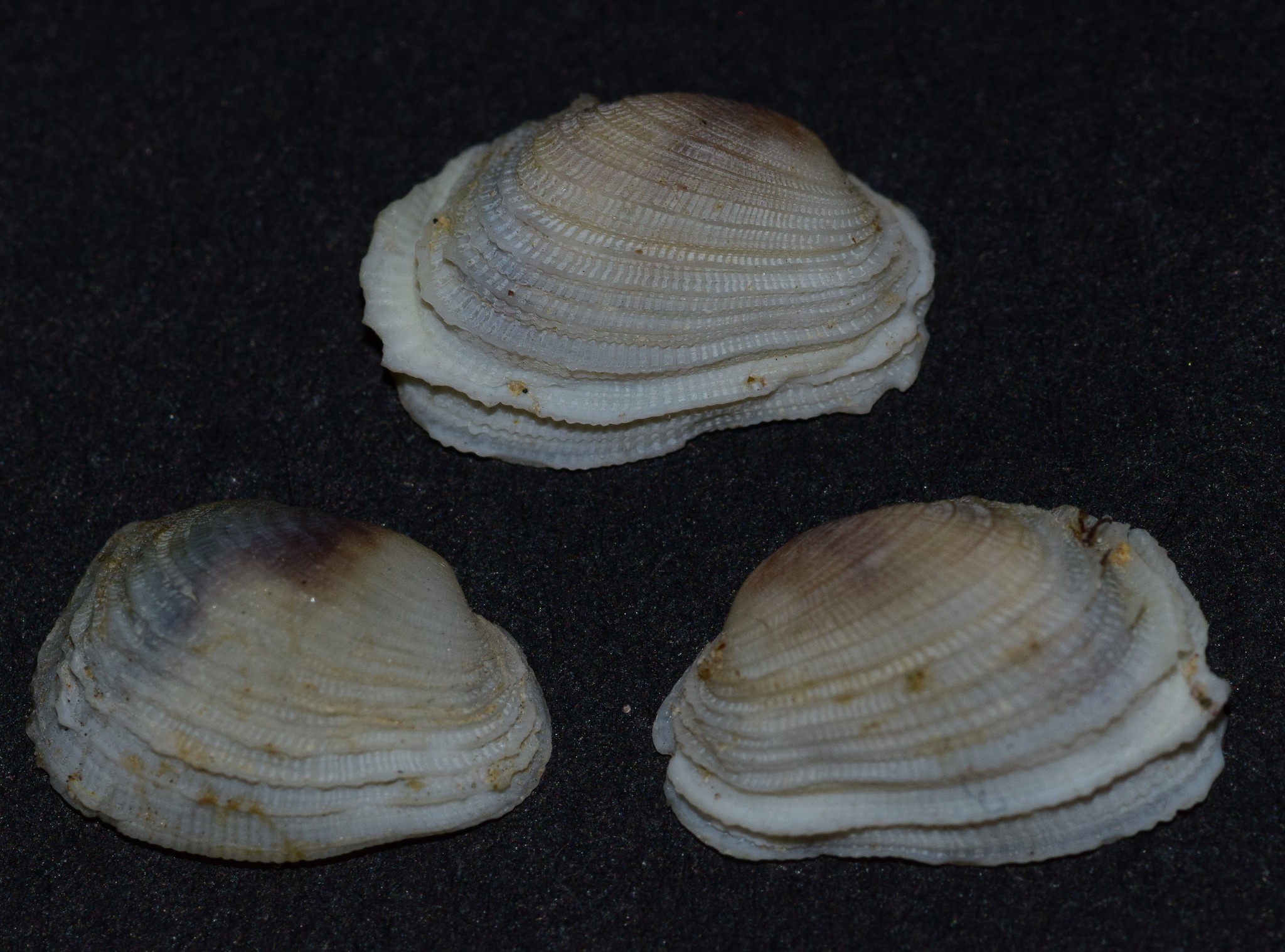 Irus irus (Linnaeus, 1758)