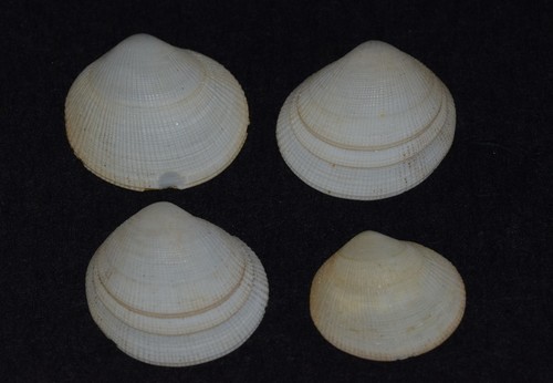 Ctena decussata · iNaturalist