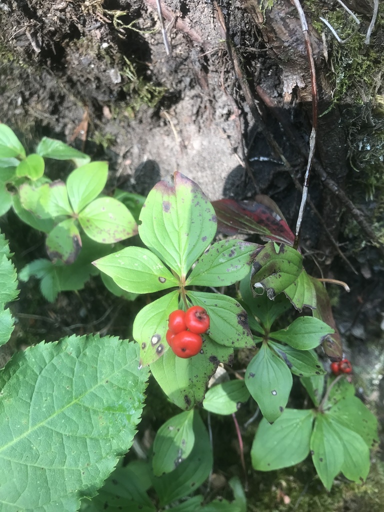 Canadian bunchberry from Superior National Forest, Grand Marais, MN, US ...