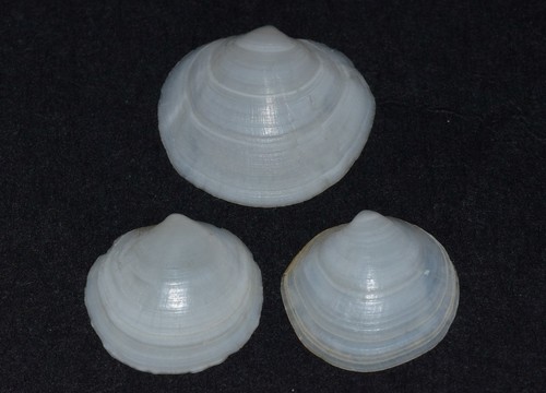 Loripes orbiculatus · iNaturalist