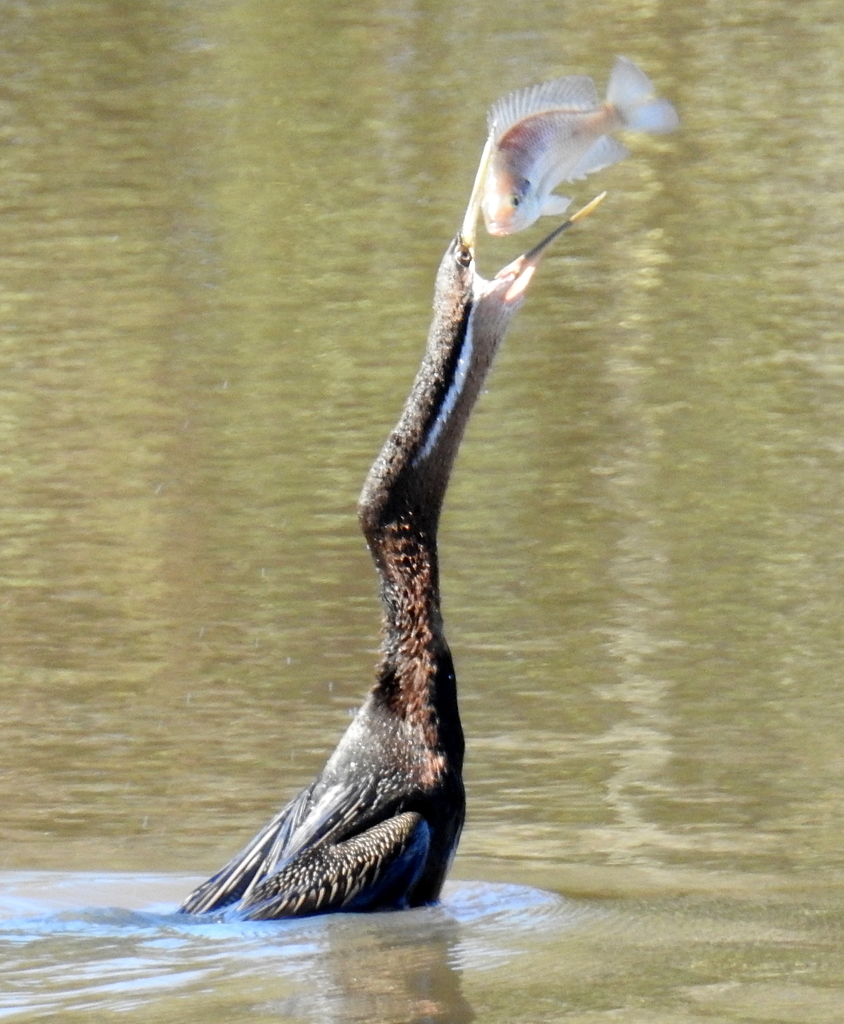 Mozambique Tilapia from Garden Route Botanical Garden on August 10 ...
