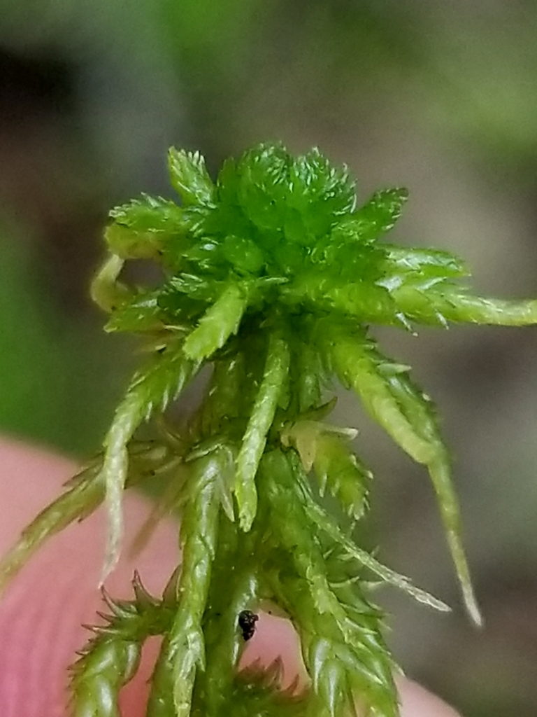 Sphagnum missouricum in August 2021 by Rob Routledge. S inundatum via ...