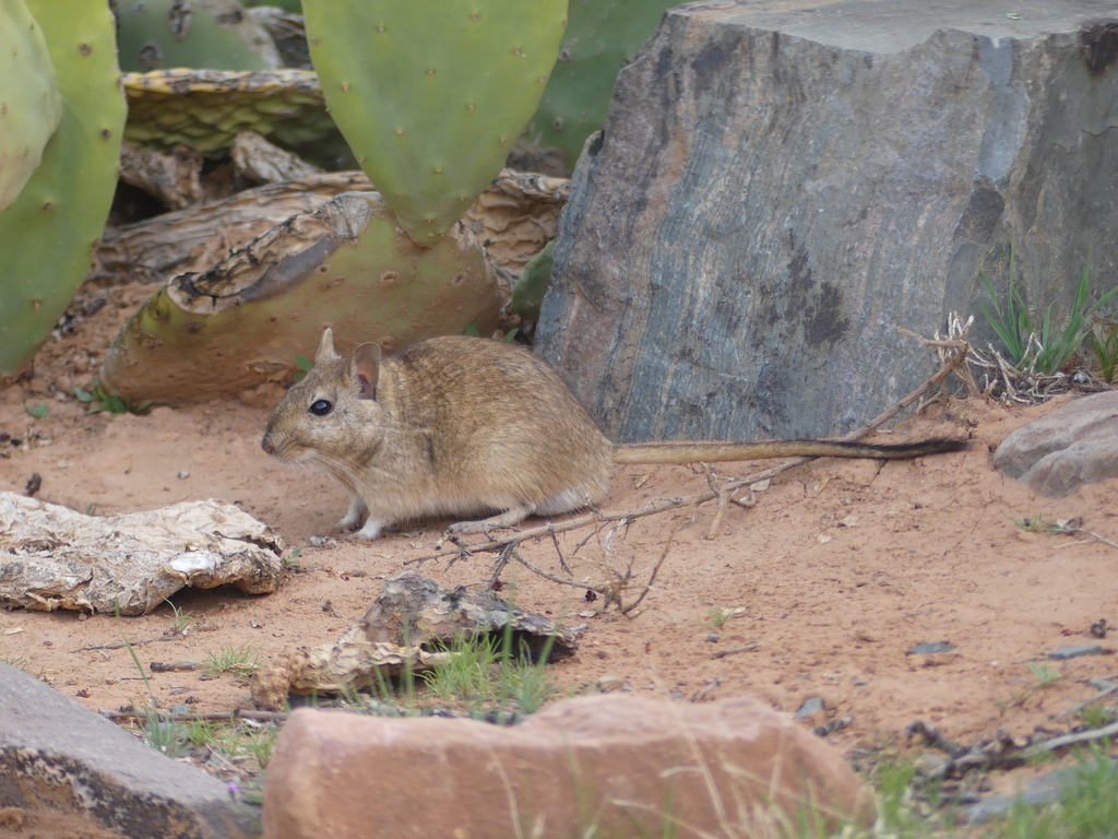 Jirds (Meriones) - Know Your Mammals