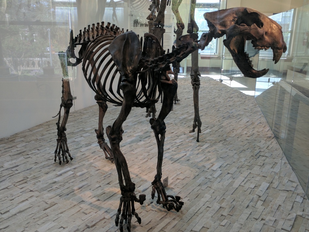 American Lion (Panthera atrox) - Know Your Mammals