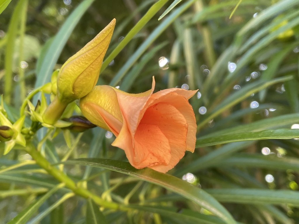 Be-still tree from Camino a la Presa, Jalpan de Serra, QRO, MX on ...