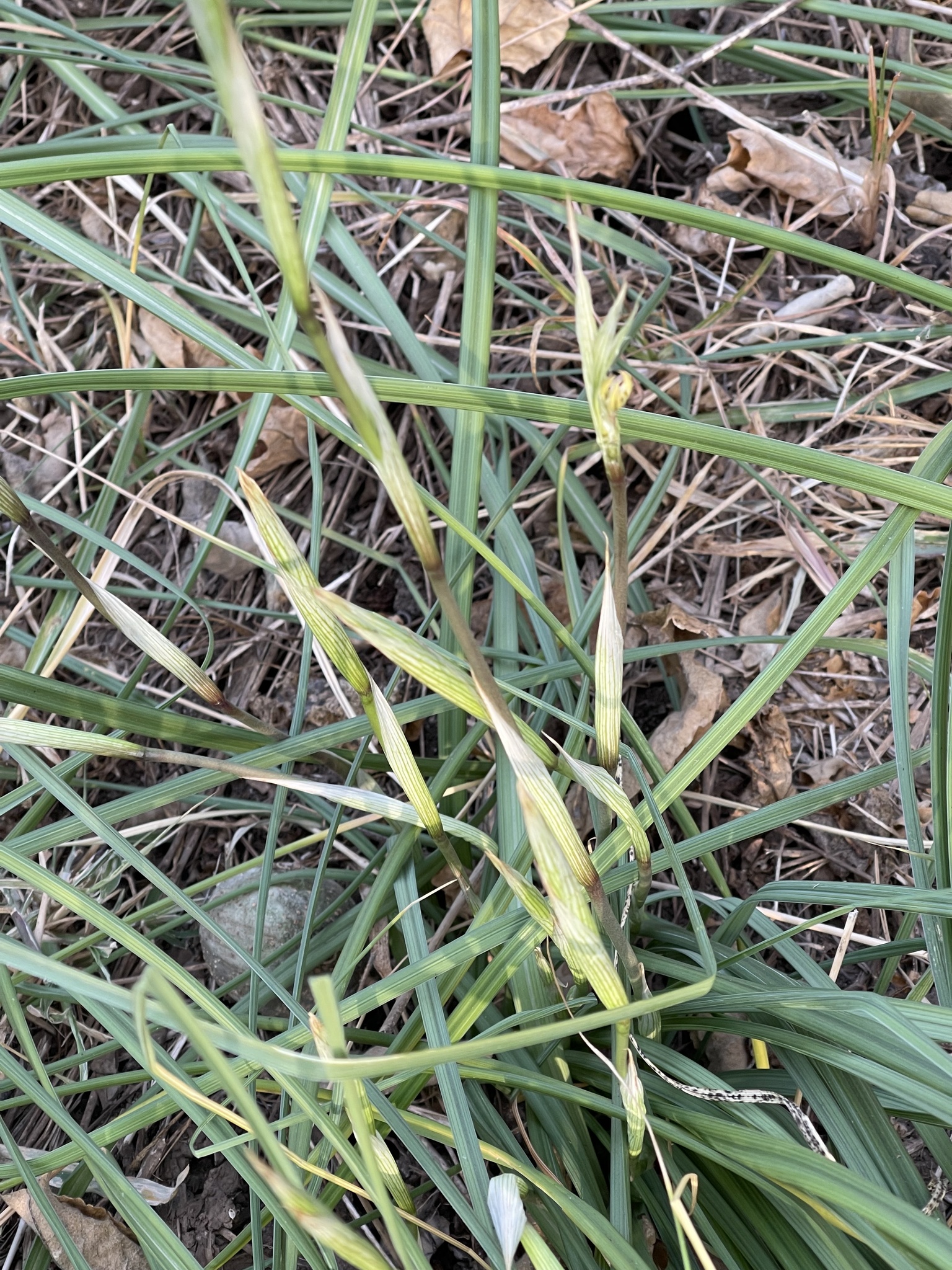 Moraea simulans Baker