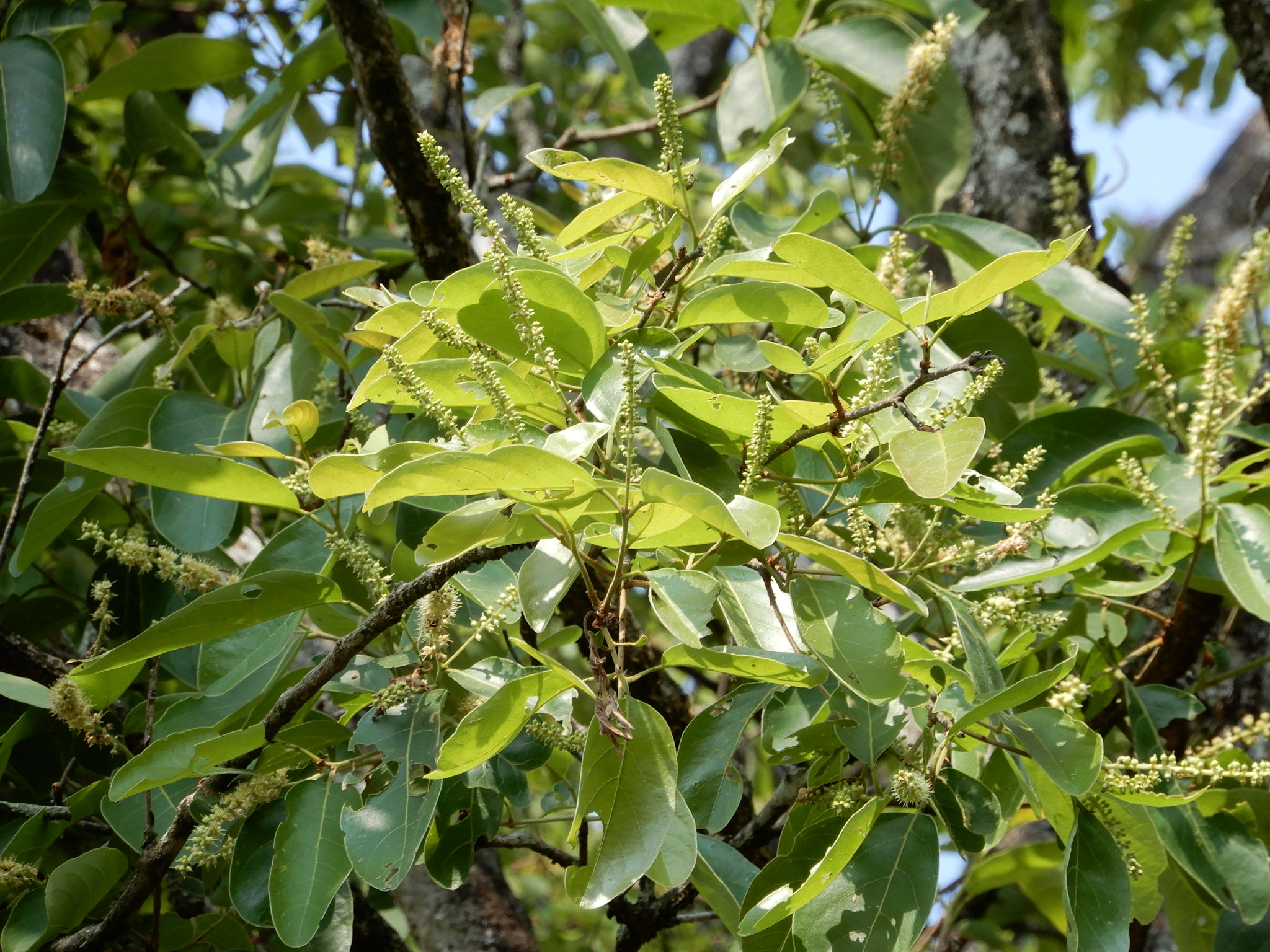 Terminalia chebula Retz.