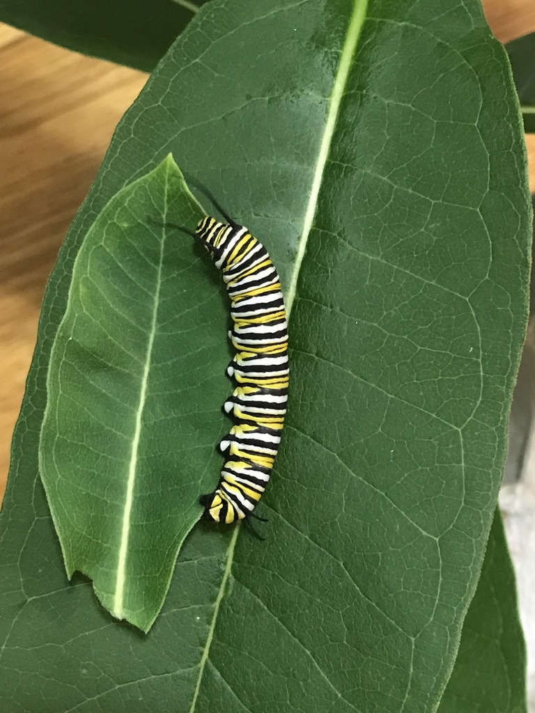 Monarch from 47th Ave S, Minneapolis, MN, US on August 10, 2021 at 08: ...