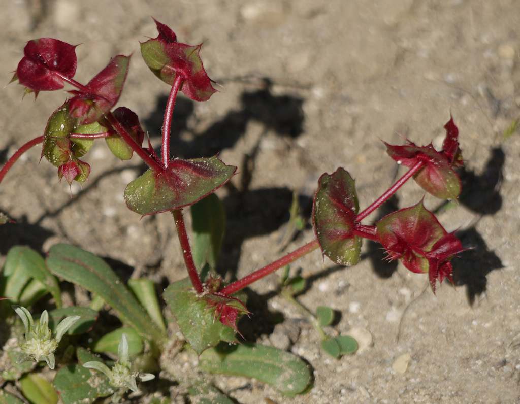 perfoliate spineflower (Tejon Ranch East Mohave Wildflowers) · iNaturalist