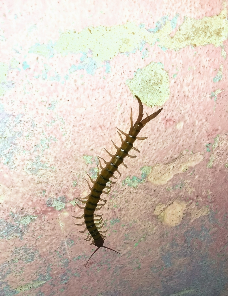 Scolopendra angulata from Barcelona, Anzoátegui, Venezuela on August 04 ...