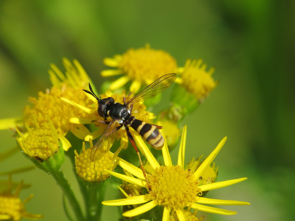 Conops quadrifasciatus from Coppull, Chorley, UK on 10 August, 2021 at ...
