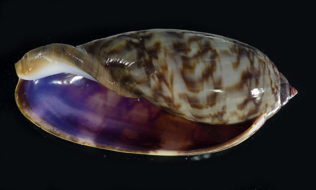 Arabian Cowry from Cape d'Aguilar Marine Reseve (Telecom Bay) on ...