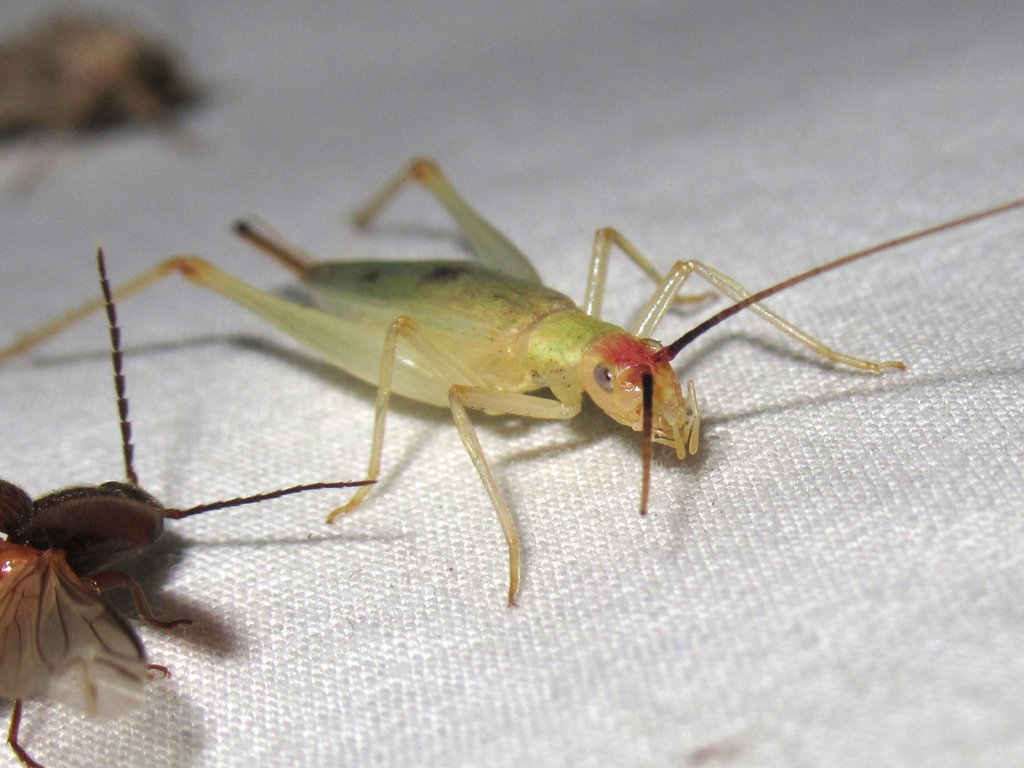 Texas Tree Cricket from Salton Dr., Austin, Travis Co., TX on August 5 ...