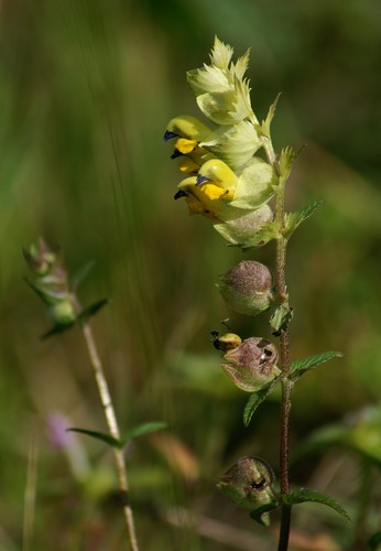 Rhinanthus major · iNaturalist