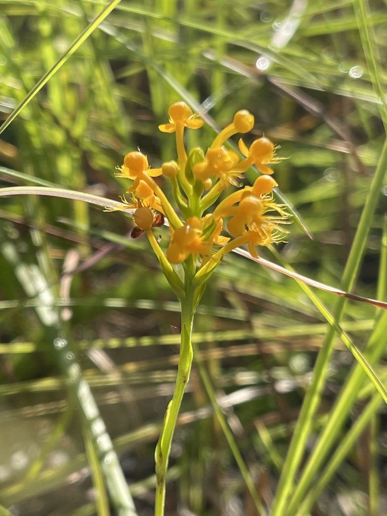 orange crested orchid from Supply, NC, US on August 10, 2021 at 09:19 ...
