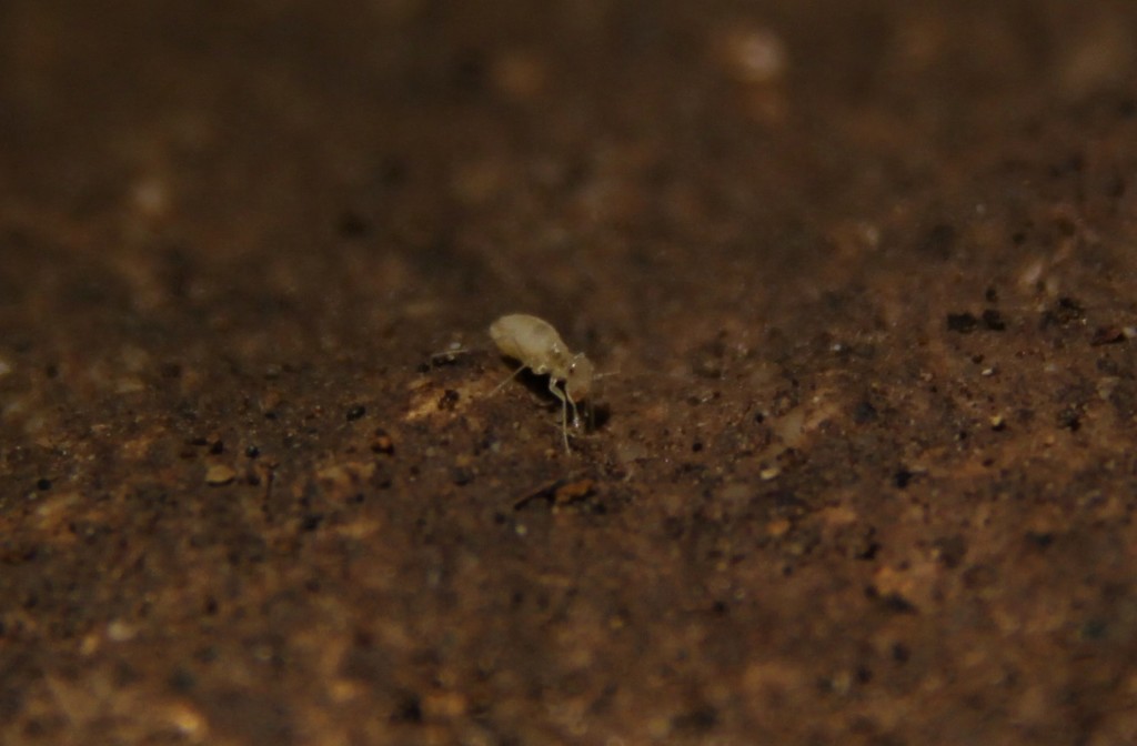 Barklice, Booklice, and Parasitic Lice in February 2020 by Dillon ...