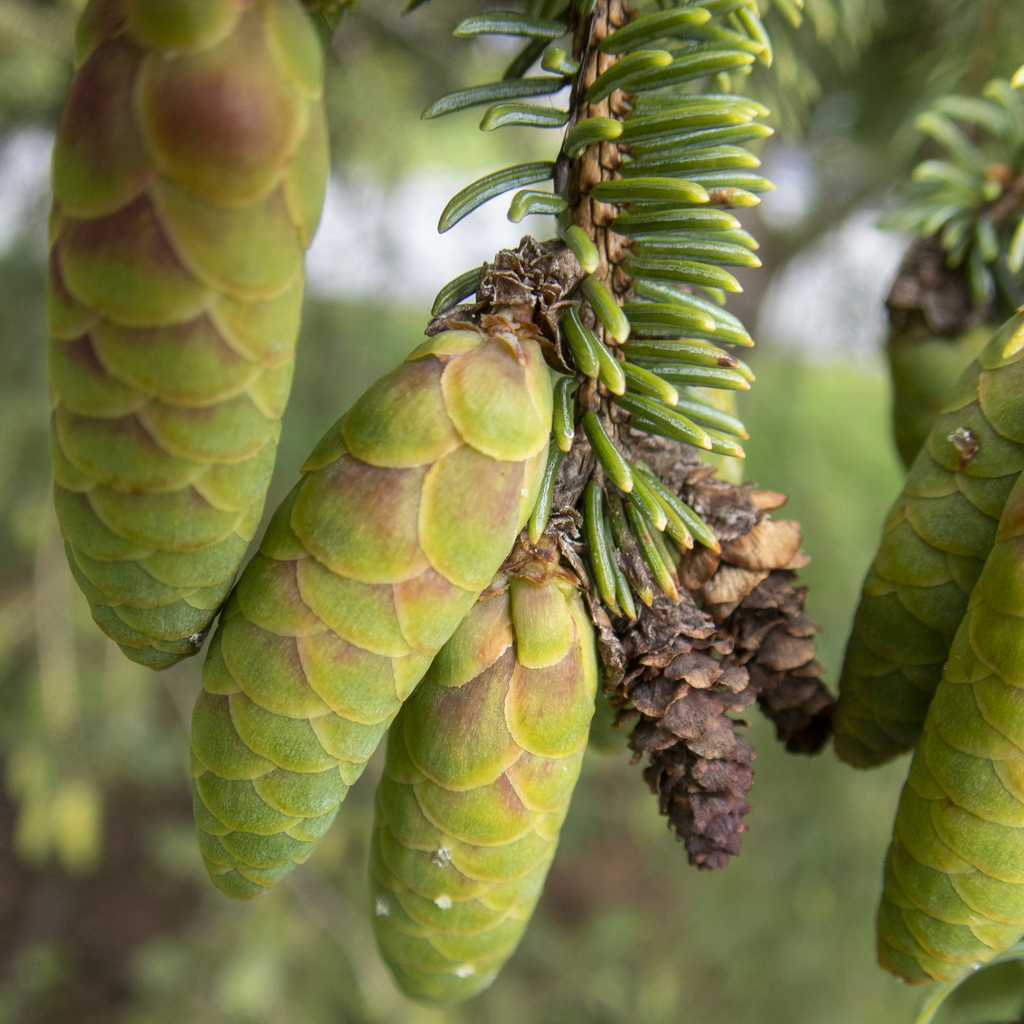white spruce from Dutchess County, NY, USA on August 8, 2021 at 09:27 ...