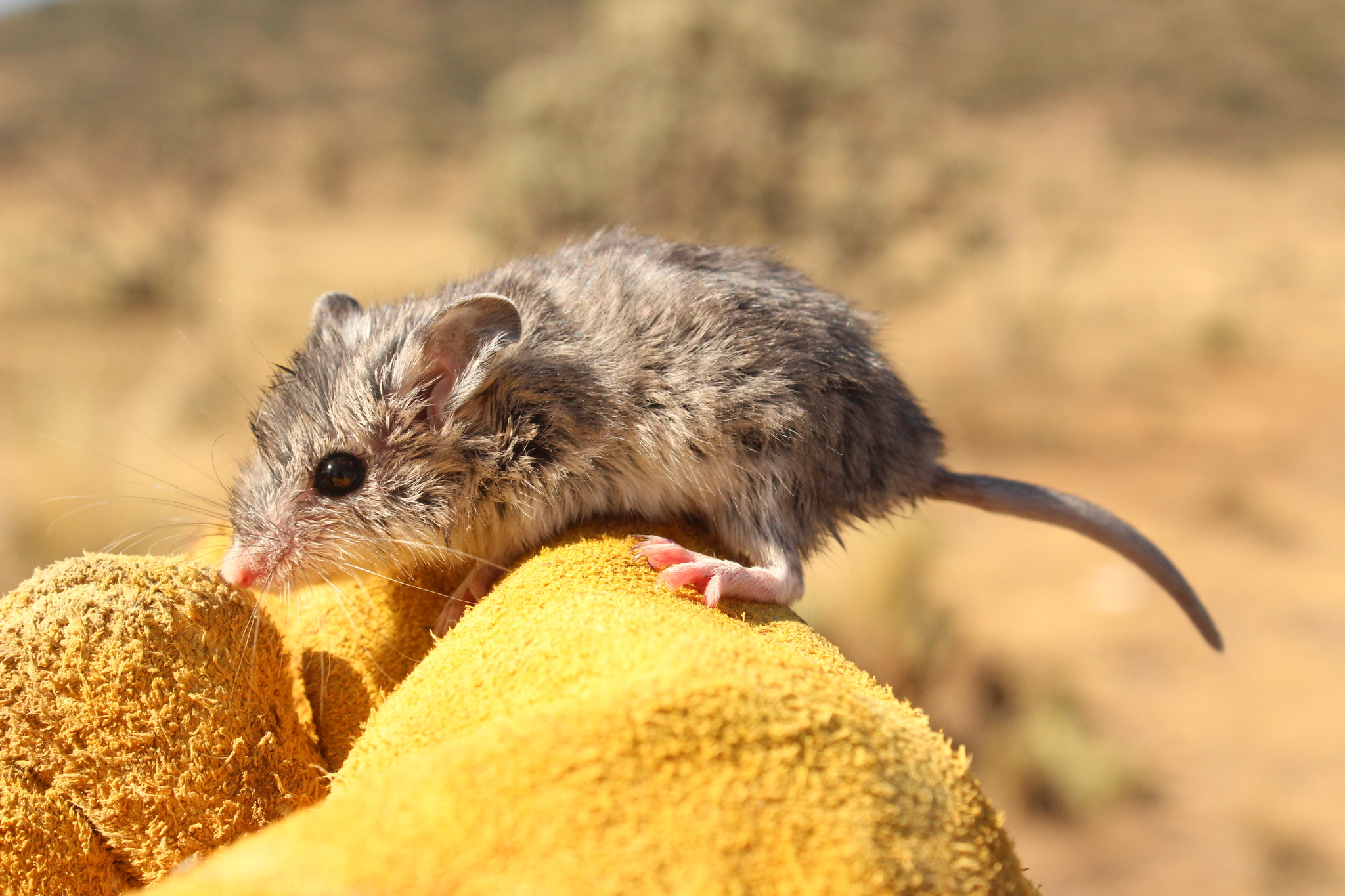 Onychomys arenicola Mearns, 1896