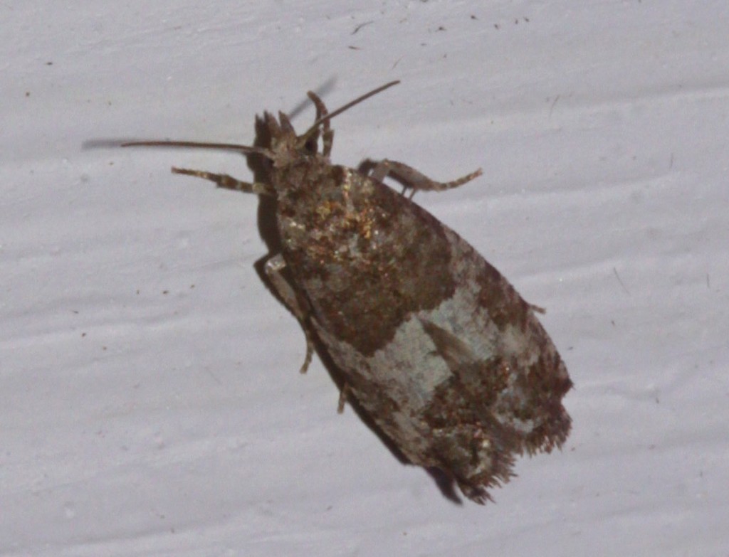 Eye-spotted Bud Moth from Pabos, 17 rue Baie-Bleue Le Rocher-Percé, QC ...