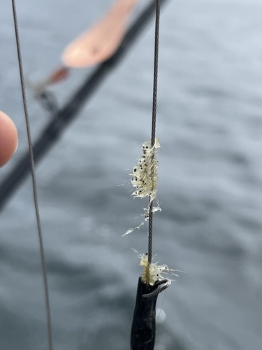 Spiny Water-flea (GUIDEBOOK) · iNaturalist