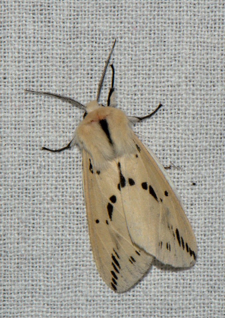 Lemyra stigmata from Sarmoli Village, Munsiari, Pithoragarh ...