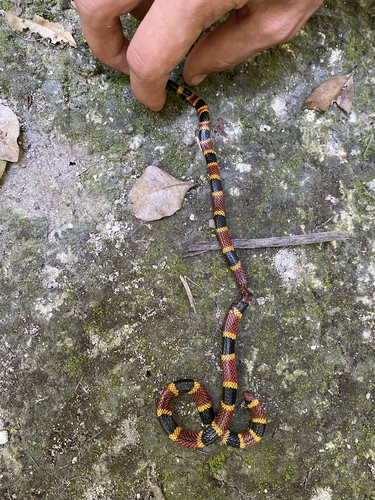 Variable Coralsnake (Micrurus diastema) - Snakes and Lizards