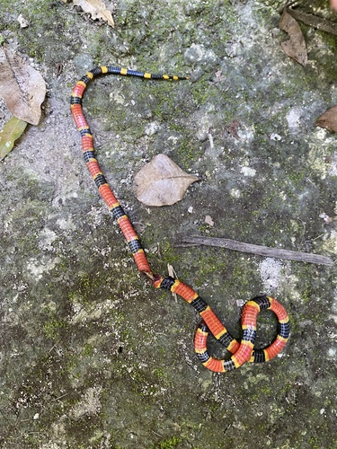 Variable Coralsnake (Micrurus diastema) - Snakes and Lizards