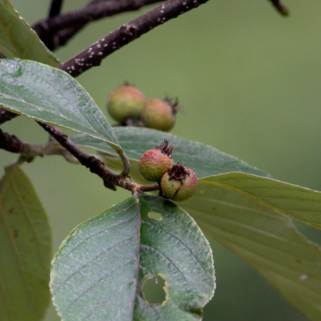 (Griffitharia) - Botanical Realm