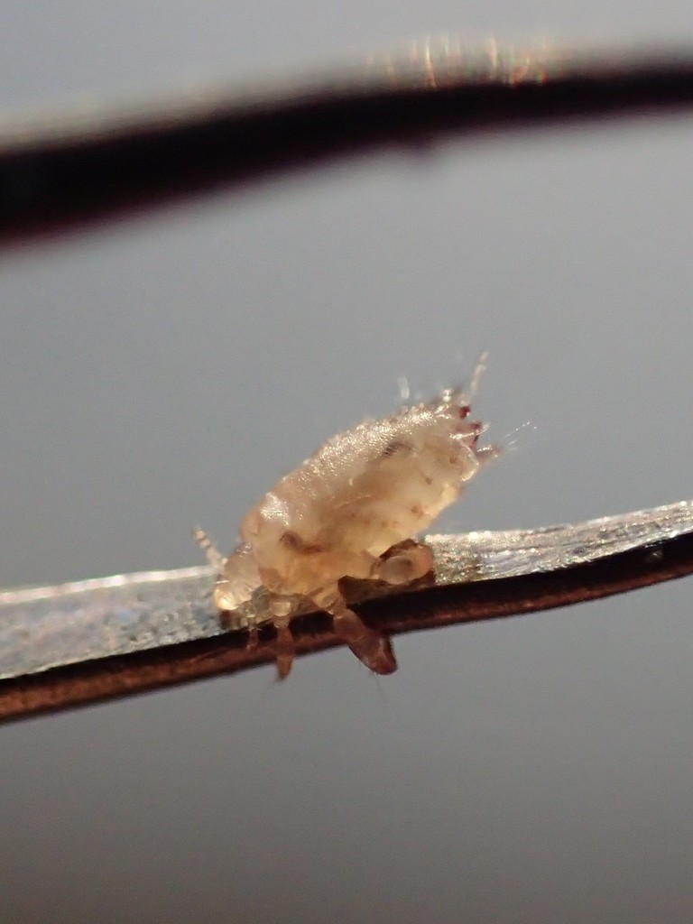 Crab Louse from Sint-Stevens-Woluwe (🇧🇪 België, Brabant) on July 13 ...