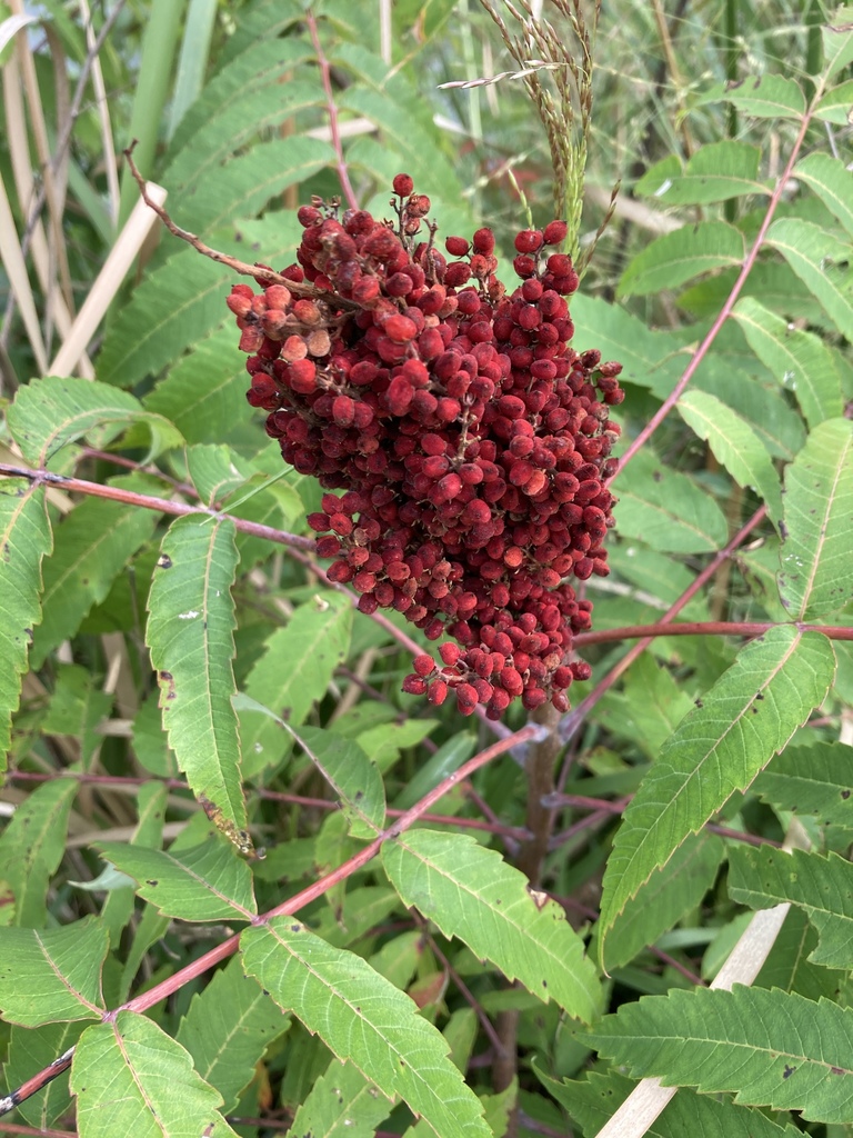 smooth sumac from Monticello Rd, Lenexa, KS, US on August 10, 2021 at ...